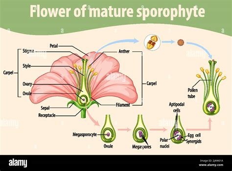 Diagram Showing Flower Of Mature Sporophyte Illustration Stock Vector