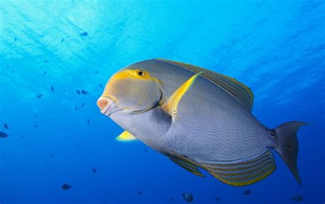 Surgeon Fish Fishmount