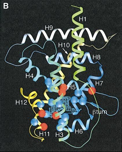 Sequence Alignment And Homology Model Of The HMR LBD A The Alignment Download Scientific