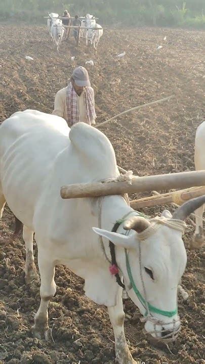 Raitu Kastam Chusi Okka Like Youtube