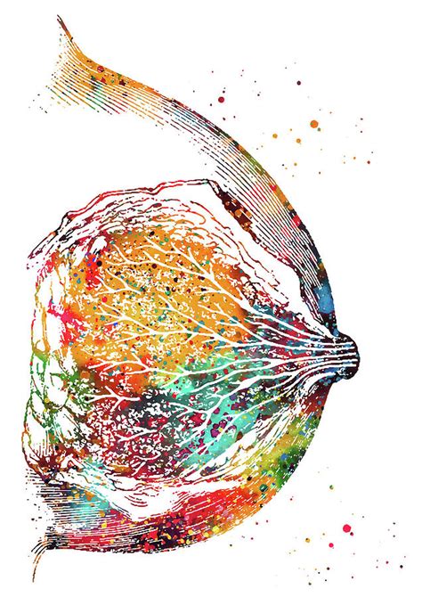 Breast Anatomy Digital Art By Erzebet S Pixels