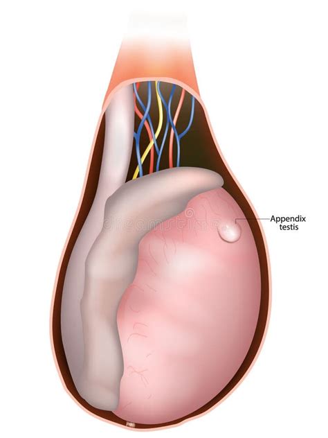 Appendix Testis Anatomy Medical Illustration Male Reproductive System Cross Section Stock