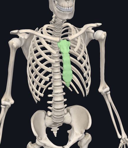 Anatomy Thorax Flashcards Quizlet