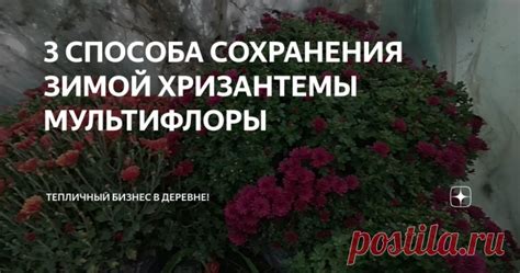 3 СПОСОБА СОХРАНЕНИЯ ЗИМОЙ ХРИЗАНТЕМЫ МУЛЬТИФЛОРЫ | цветоводство | Постила