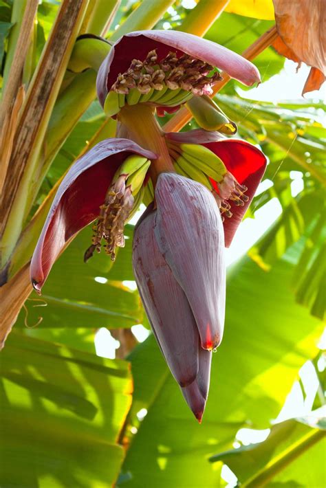 Single Banana Tree