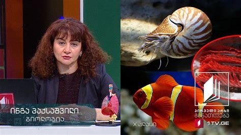 ბიოლოგია X კლასი აირთა ცვლა ცხოველებში ტელესკოლა Youtube