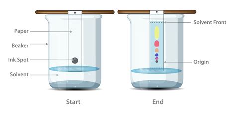 Separating Mixtures Using Chromatography Edexcel Gcse Chemistry Revision