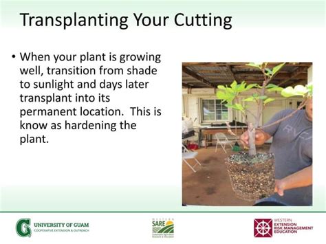 Plant Propagation Cuttings Pptx