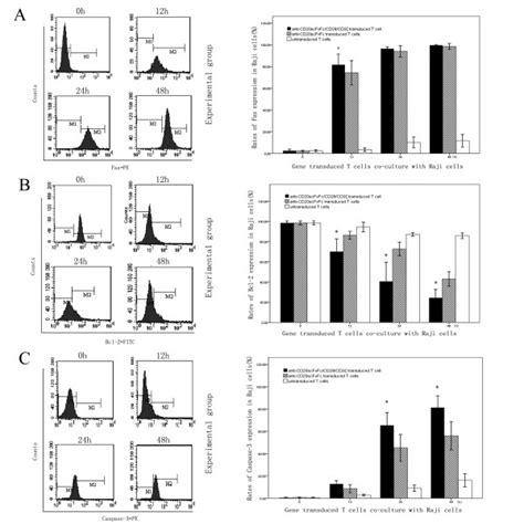 The Co Cultured Pbmcs And Raji Cells Were Separated By Cd20 Expressing