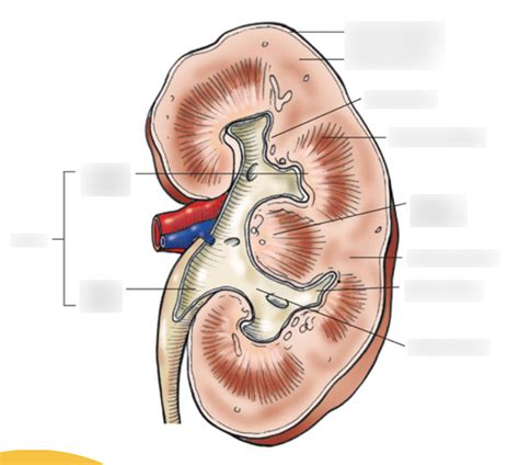 Urinary System 1 Diagram Quizlet