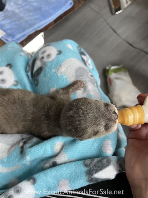 Asian Small Clawed Otters For Sale