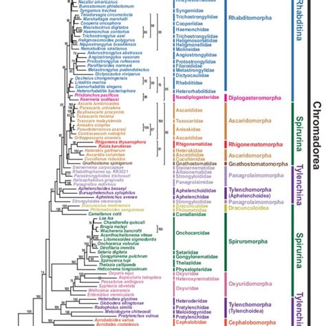 maximum likelihood ml tree based on the amino acid sequences of 12
