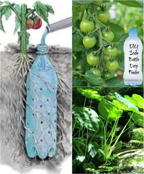 Полезные советы для садоводов Vegetable Garden Design Bottle Garden Home Vegetable Garden