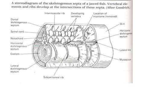 Scheletul Axial La Vertebrate Ppt