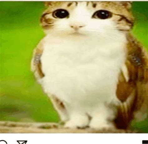Bird Cat Meme Bird Cat Omegalul Discover And Share S