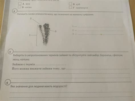 Напишіть назви елементів моху що позначені на малюнку цифрами 2 1 2 3 Опишіть як відбувається