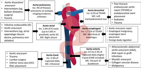 Aortic Fistulas Pathophysiologic Features Imaging Findings And