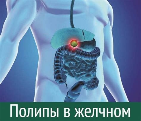 Расположение желчного пузыря и поджелудочной железы у человека фото