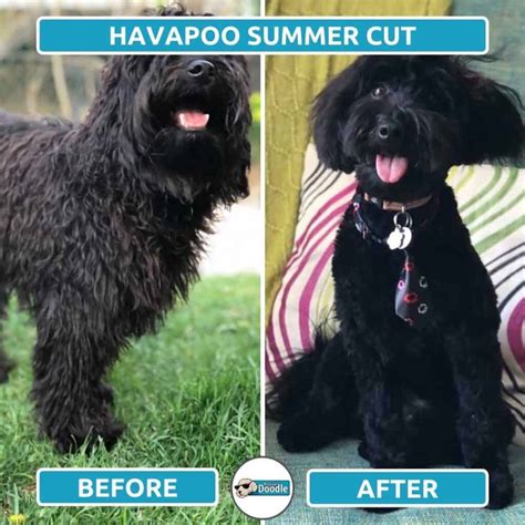 Havapoo Haircuts Top 6 Grooming Styles With Photos