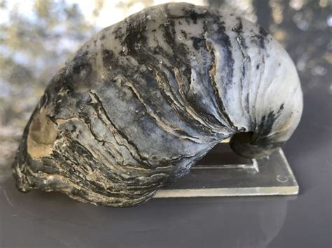 Devils Toenail Fossil Bivalve Gryphea Arcuata 10 X Catawiki