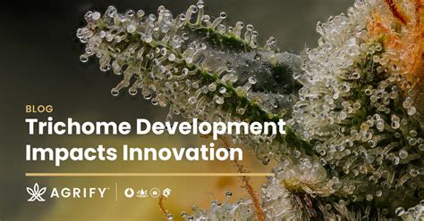 Trichome Development Impacts Innovation Solventless Extraction