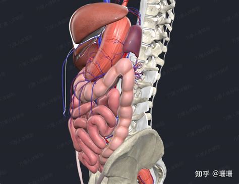 直肠和结肠分别位于人体的什么位置 知乎