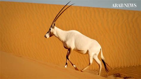 Arabian Oryx Habitat