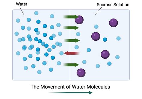 Osmosis Revision Notes And Practice Quiz