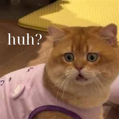 125 ảnh Meme Mèo Huh Ngơ Ngác Ngạc Nhiên Siêu Hài Hước