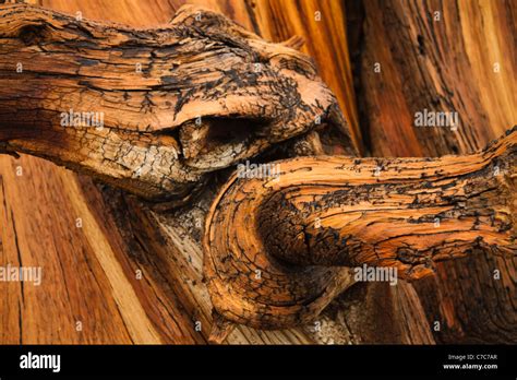 Twisted Tree Trunk Stock Photos Twisted Tree Trunk Stock Images Alamy