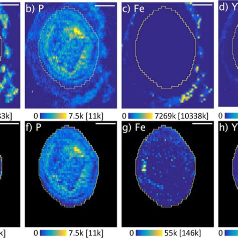 Scaled La Icp Ms Elemental Maps Arbitrary Unit For Al P Fe And Y Of Download Scientific
