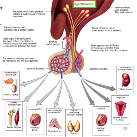 Hormonsysteme Karteikarten Quizlet