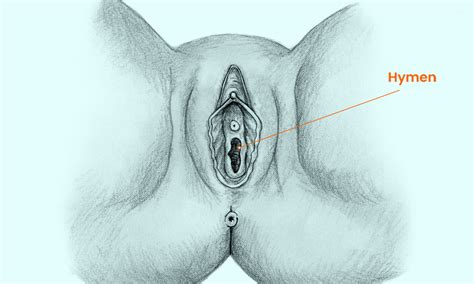 The Hymen A Misunderstood Membrane Sparkle