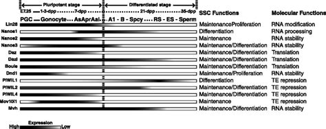 Rbps In Mouse Male Germline Diagram Of Temporal Expression Patterns Of Download Scientific