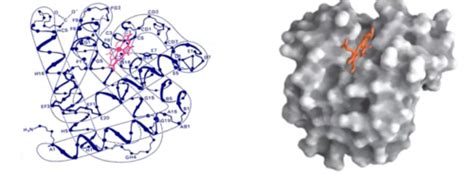 Hemoglobin And Myoglobin Flashcards Quizlet