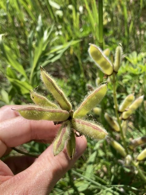 Lupinus Perennis Sundial Lupine Wild Lupine North Carolina