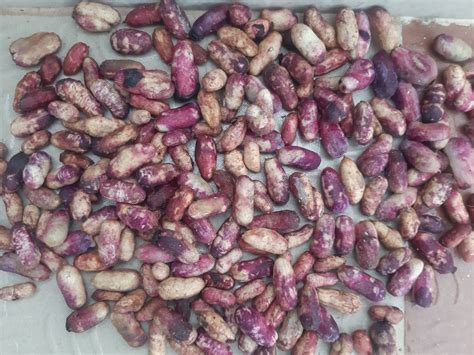 Syzygium Cumini At ₹ 200kg Syzygium Cumini Seed In Somandepalle Id