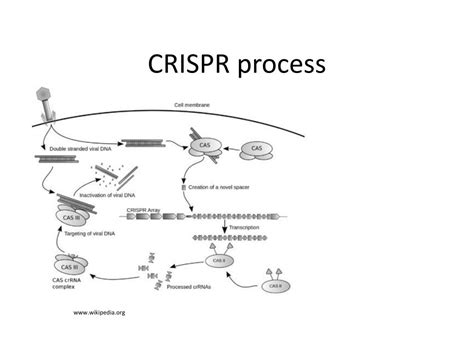 Ppt Crispr System Powerpoint Presentation Free Download Id 2056531