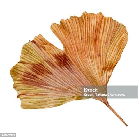 은행 나무 Biloba의 가을 잎입니다 고립된 흰색 배경에 수채화 그림 수제 식물 그림입니다 가을에 대한 스톡 벡터 아트 및 기타 이미지 Istock