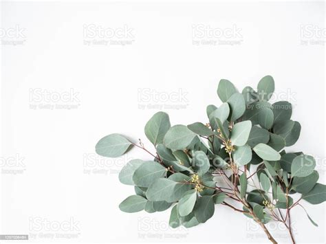흰색 배경에 신선한 녹색 잎과 가지 유칼립투스의 프레임 또는 테두리 식물성 조성물 플랫 레이 맨 위 보기 복사 공간 0명에 대한 스톡 사진 및 기타 이미지 Istock