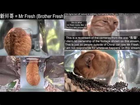 Mr Fresh Cat Full Story Side Eye Cat Youtube