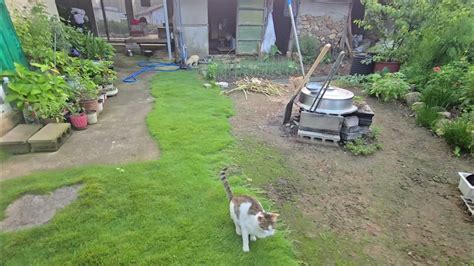 새벽에 들어와 밥먹고 나가려는 거울공주 캔하나로 아깽이랑 잡아둘려 했으나 먹튀 ㅎㅎㅎ 더운데 밀당😡🥵😁 Youtube