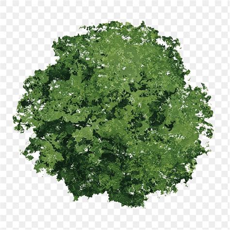 Tree Png Top View Spring Clipart Transparent Background Premium
