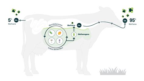 The Science Of Methane New Zealand Agricultural Greenhouse Gas
