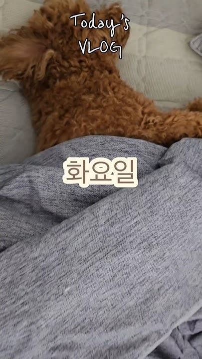 자영업자 주부의 일상 Vlog 자영업자 주부vlog 브이로그 집밥브이로그 자영업자브이로그 강아지 Youtube