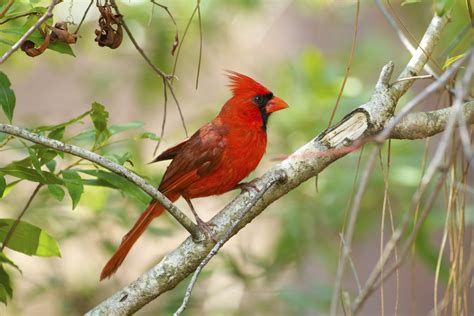 Male Bird Identification At Jenenge Blog