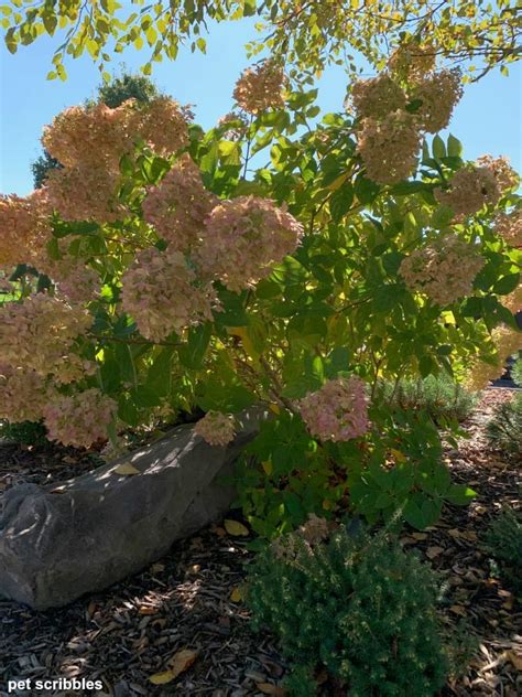 Limelight Hydrangea Tree Fall Color Garden Sanity By Pet Scribbles