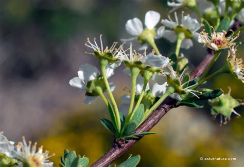 Spiraea Hypericifolia Subsp Obovata 3 De 3 44642