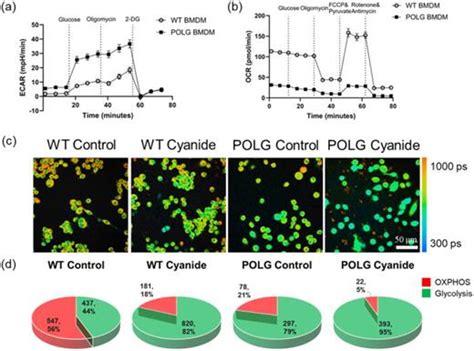 3d Convolutional Neural Networks Predict Cellular Metabolic Pathway Use From Fluorescence