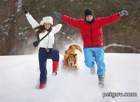 The Advantages And Disadvantages Of Dog Tail Docking Petgov